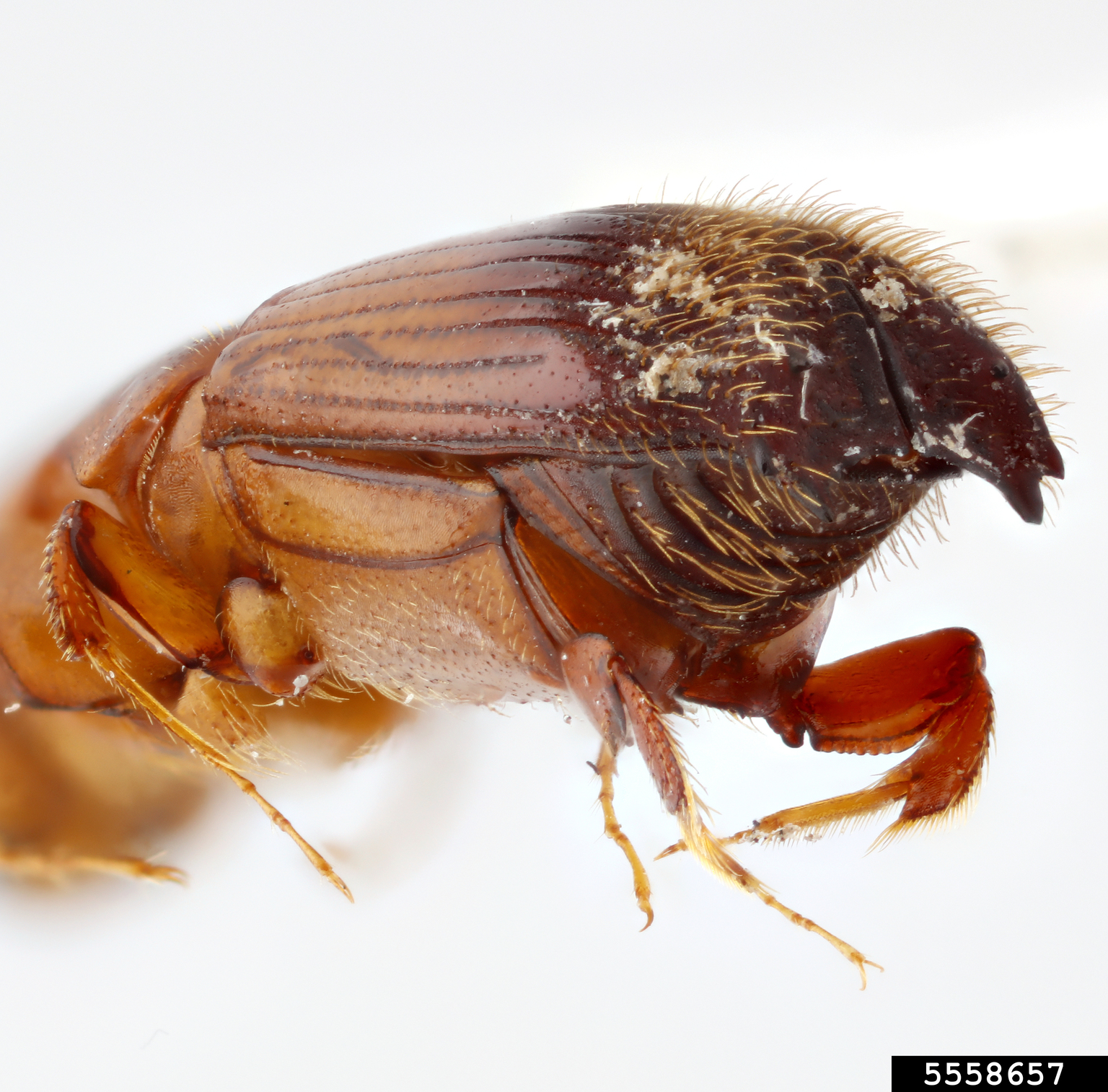 pinhole borer (Platypus omnivorus)