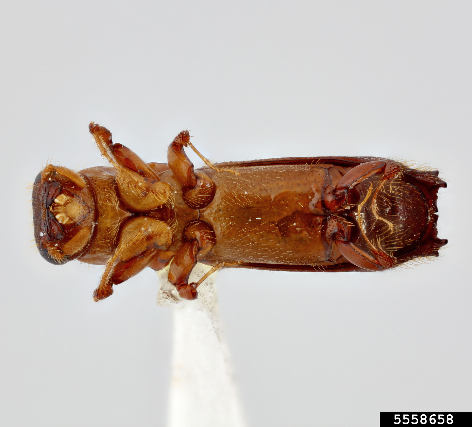 pinhole borer (Platypus omnivorus Lea)