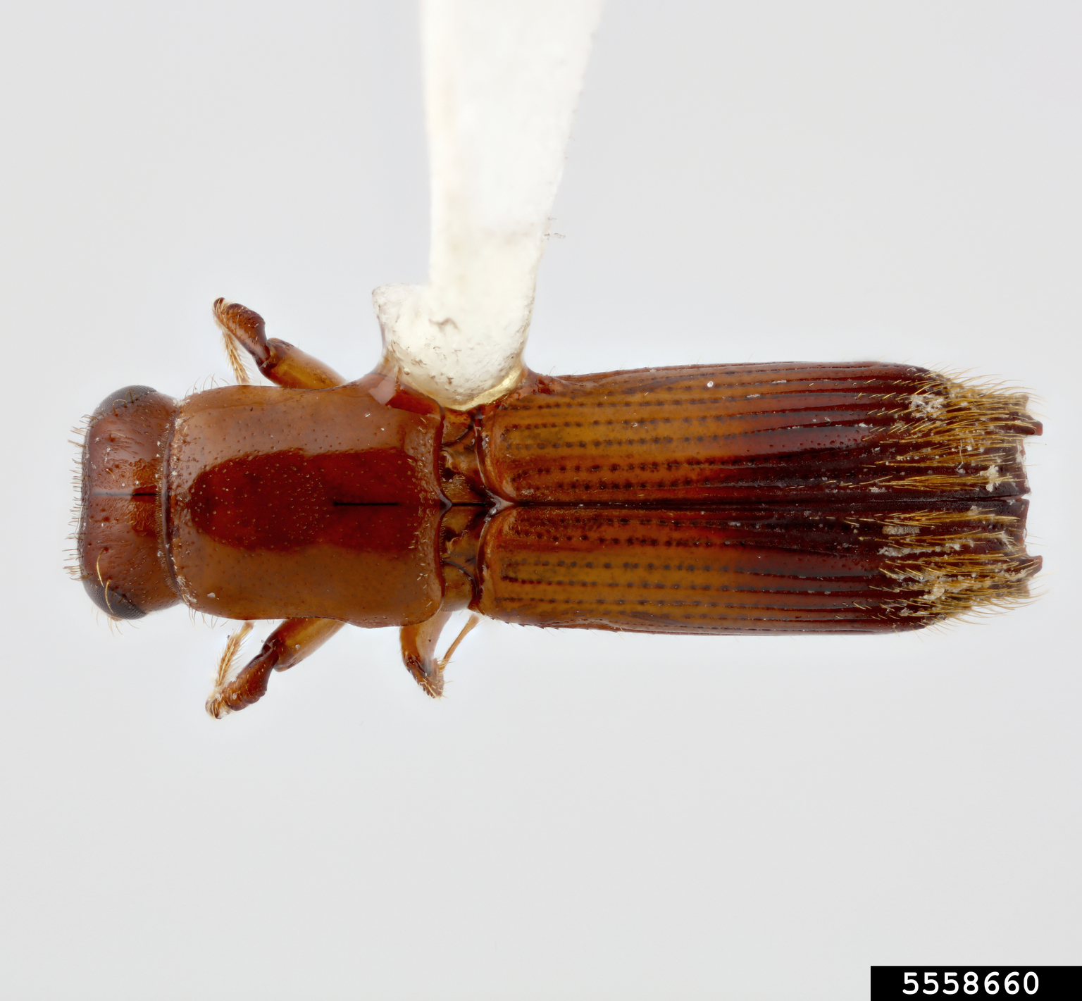 pinhole borer (Platypus omnivorus Lea)