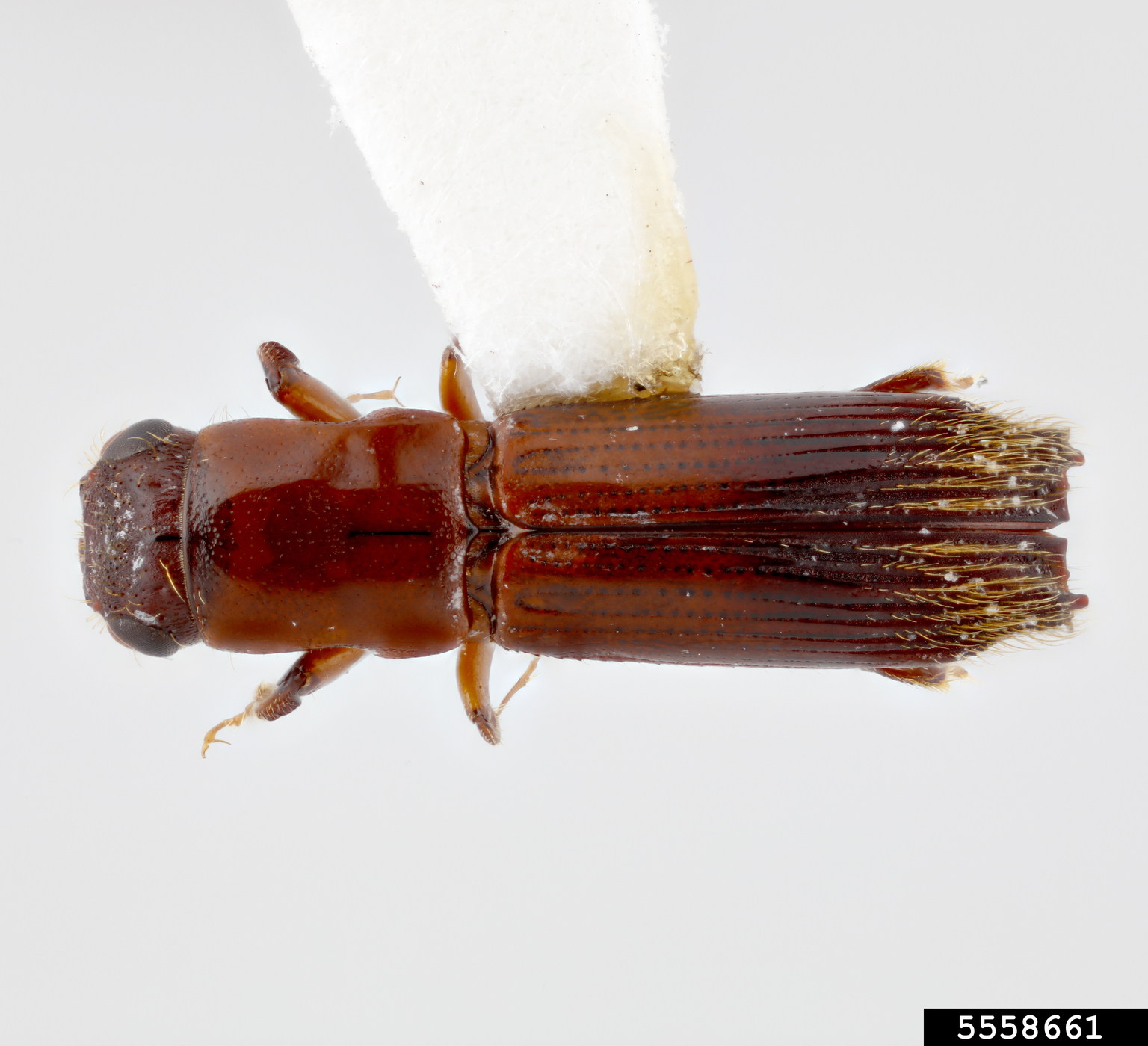 pinhole borer (Platypus omnivorus Lea)