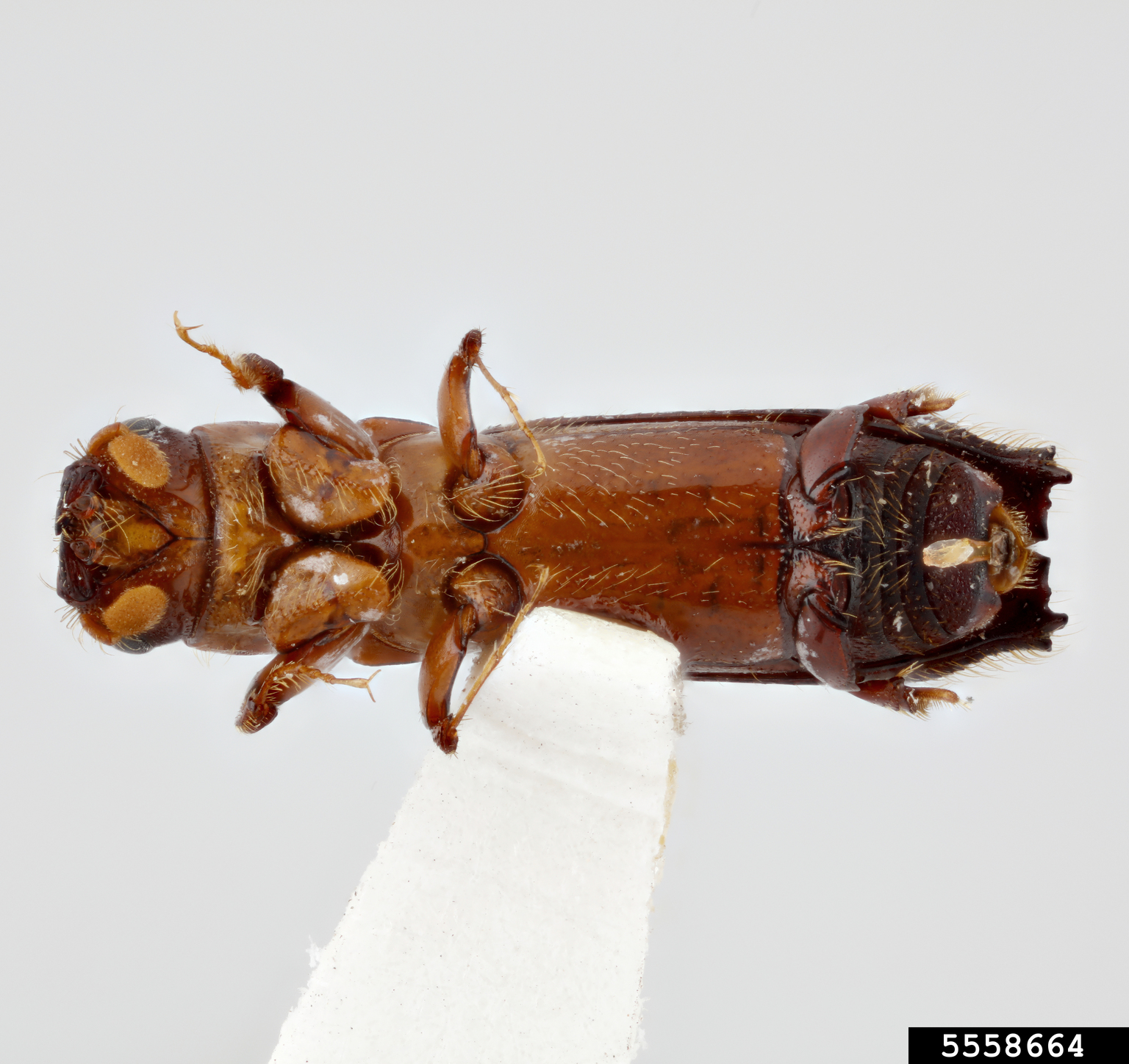 pinhole borer (Platypus omnivorus Lea)