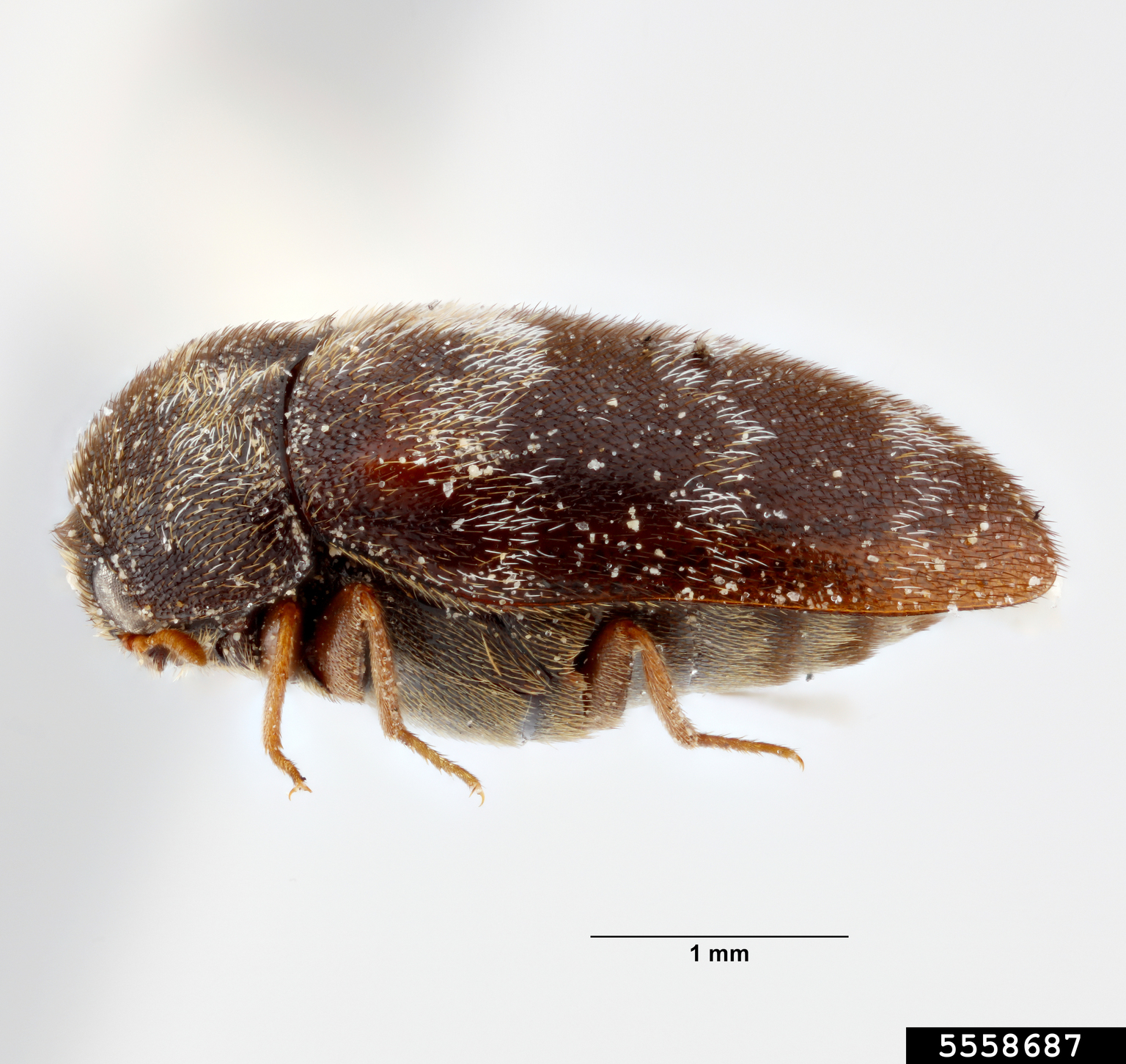 dermestid beetle (Trogoderma boron Beal)