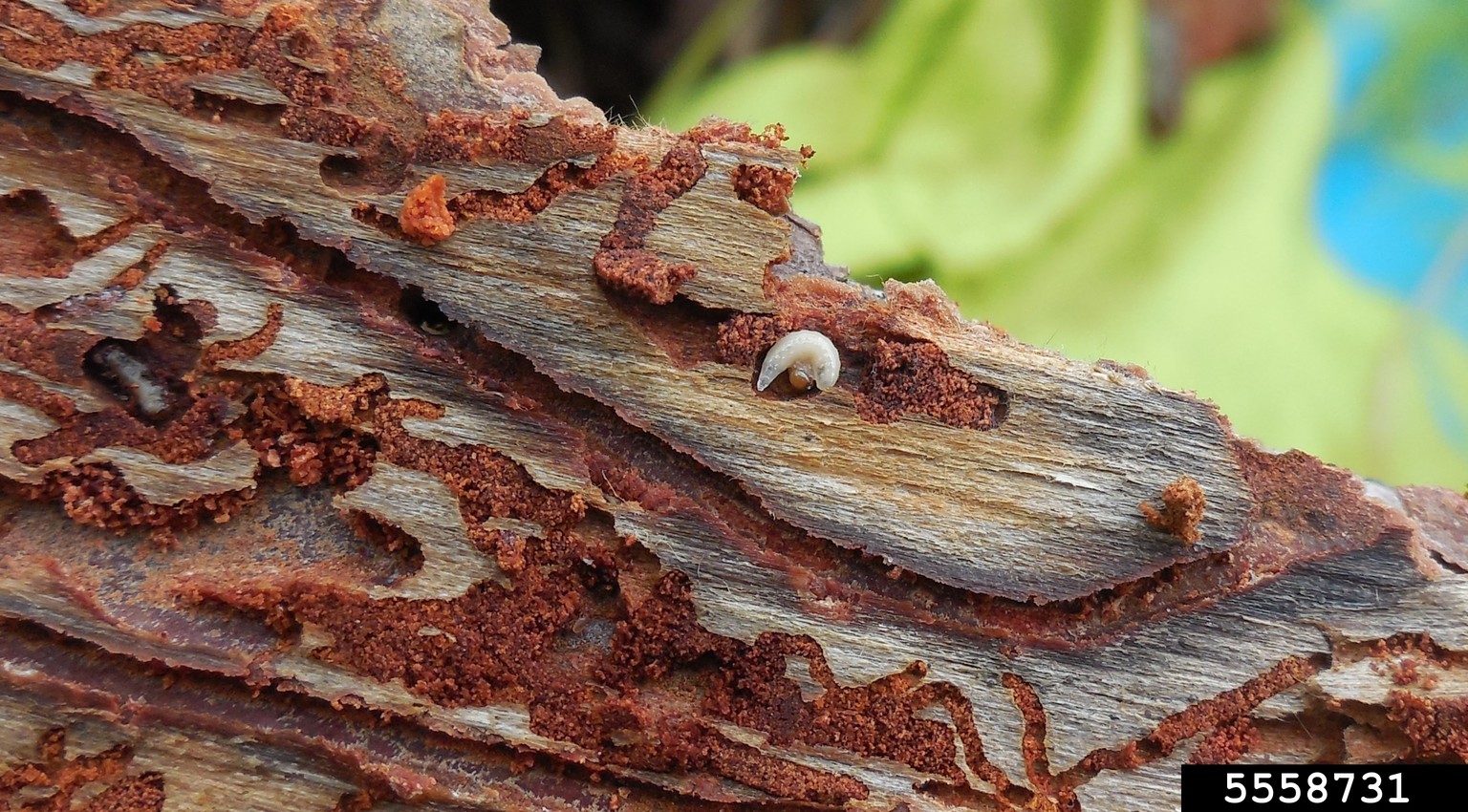 bark beetle parasites (Genus Roptrocerus)