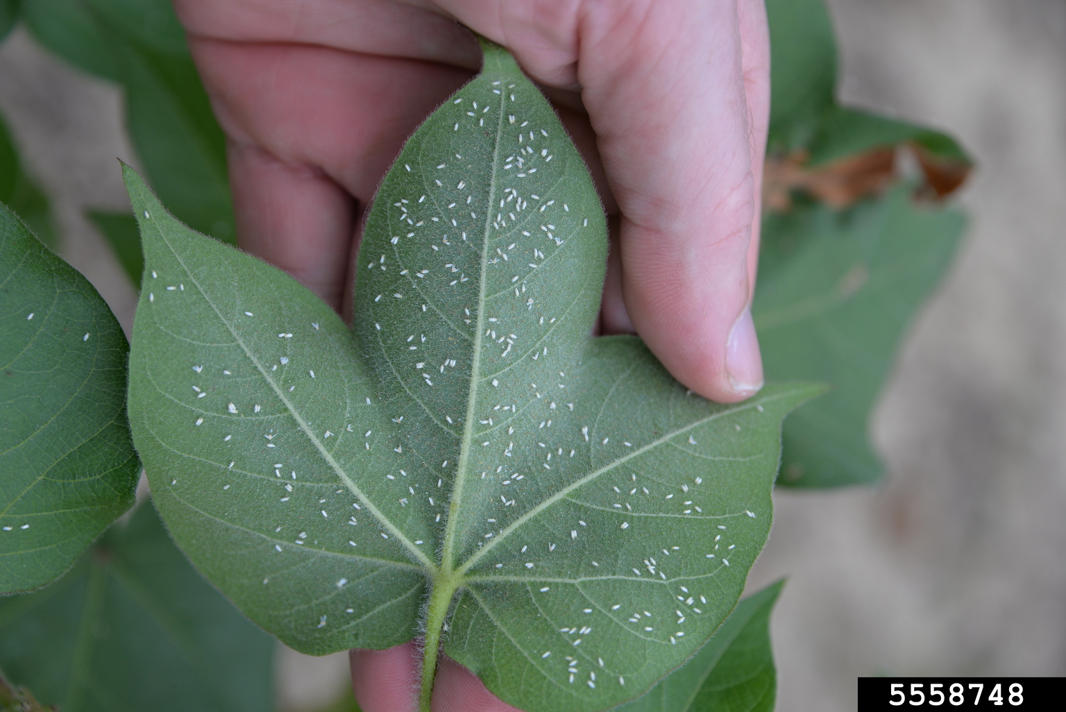 silverleaf whitefly (Bemisia argentifolii)