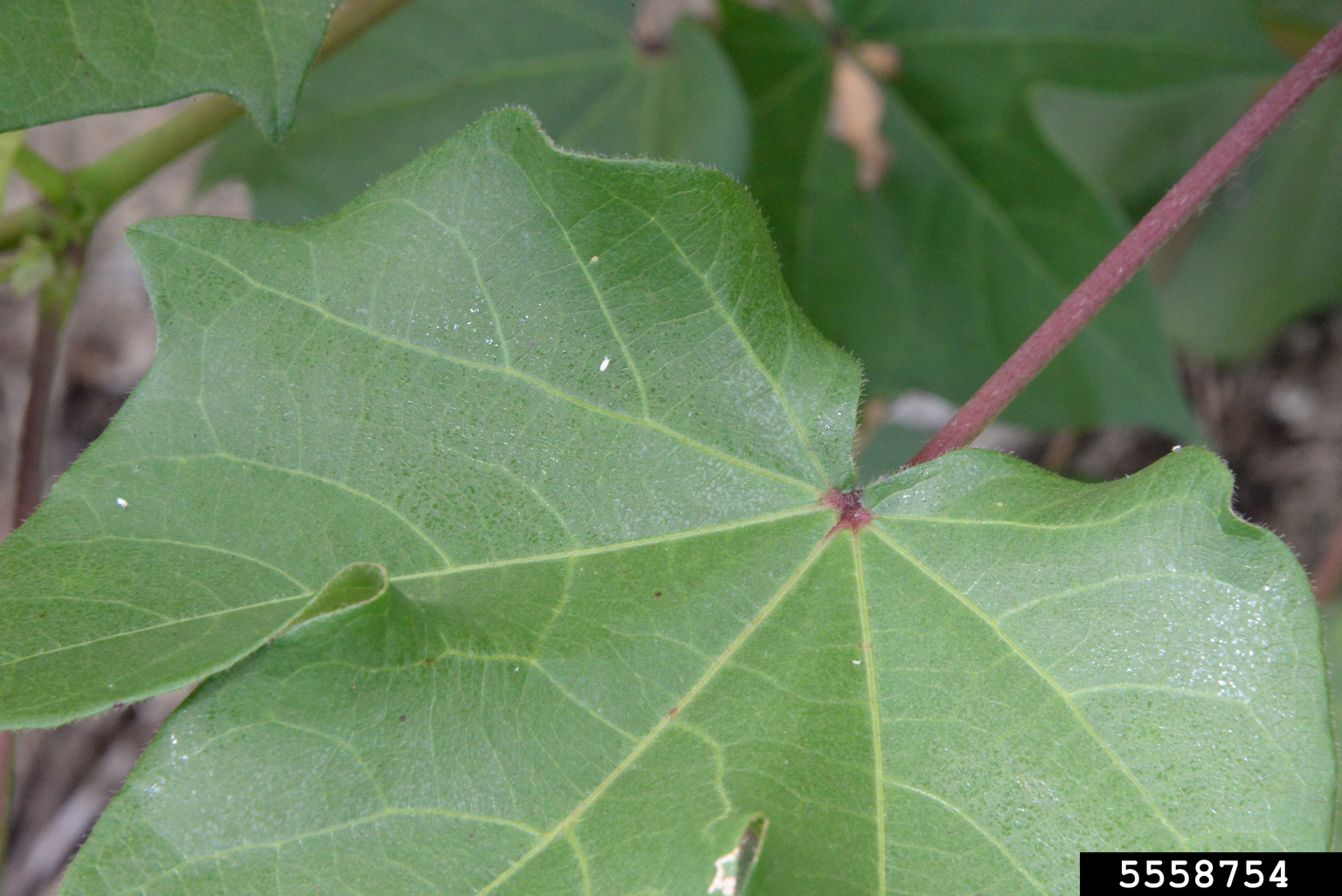 silverleaf whitefly (Bemisia argentifolii Bellows & Perring, 1994)