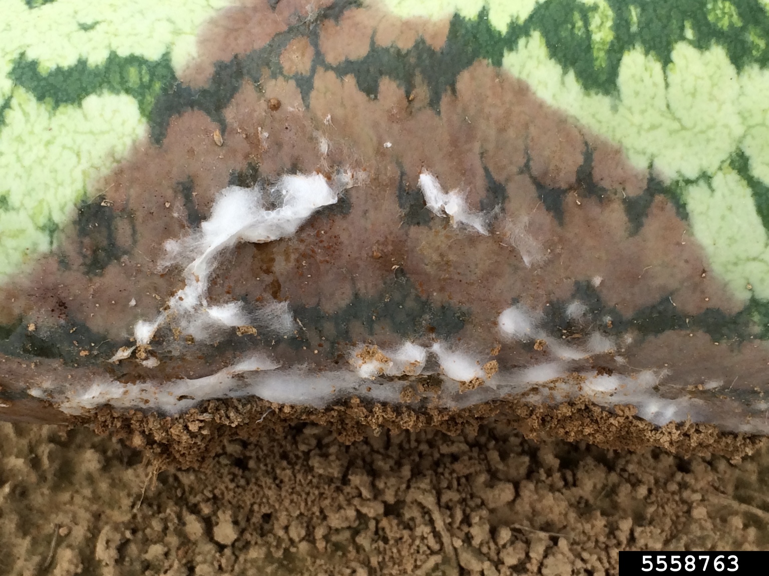 Pythium diseases (Genus Pythium)