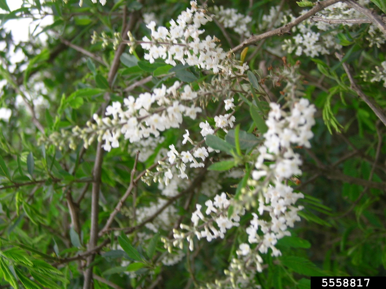 Texas whitebrush (Aloysia gratissima)