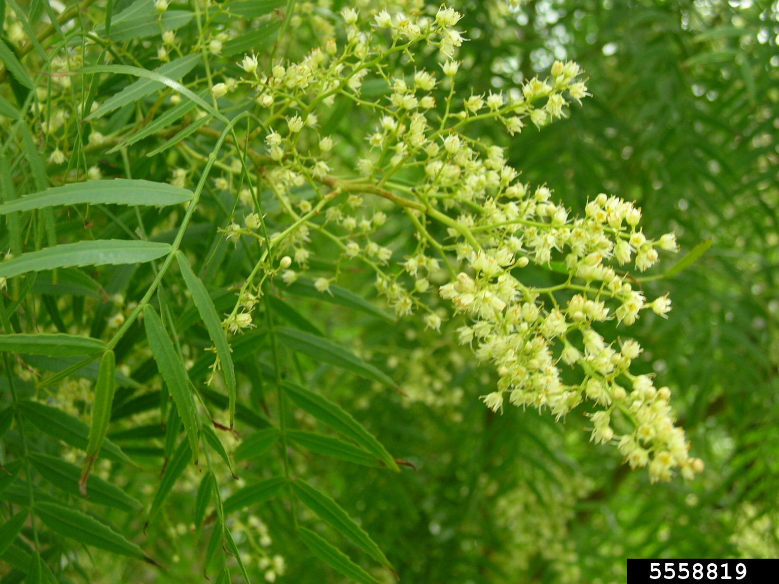 anacahuita (Cordia boissieri)
