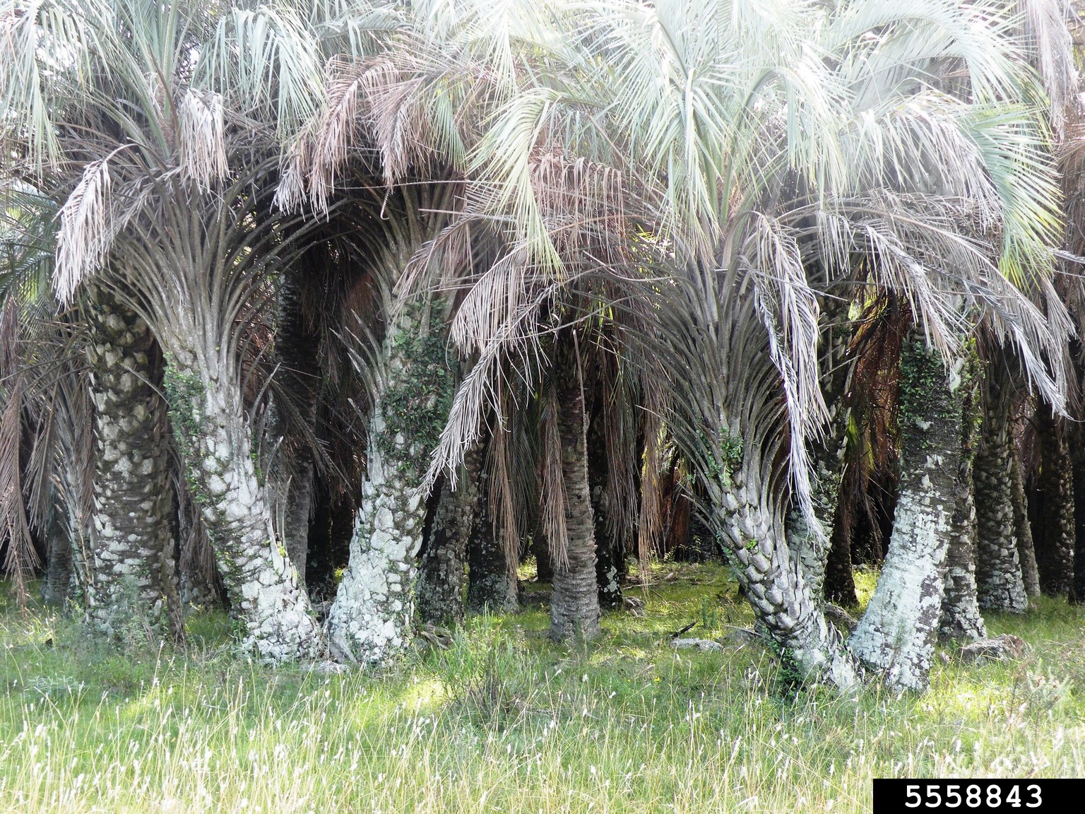 jelly palm (Butia yatay)