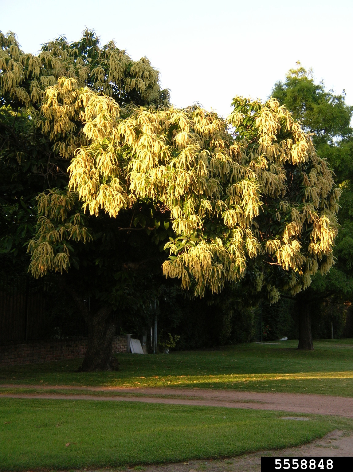 European chestnut (Castanea sativa)