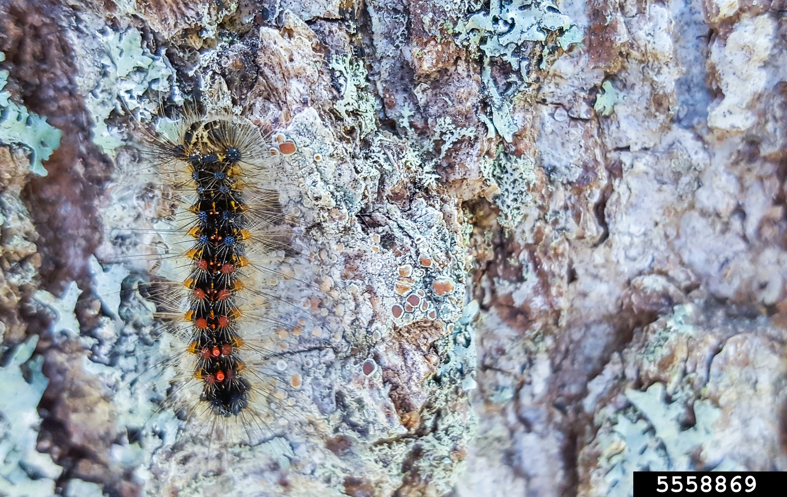 spongy moth (formerly gypsy moth) (Lymantria dispar (Linnaeus))