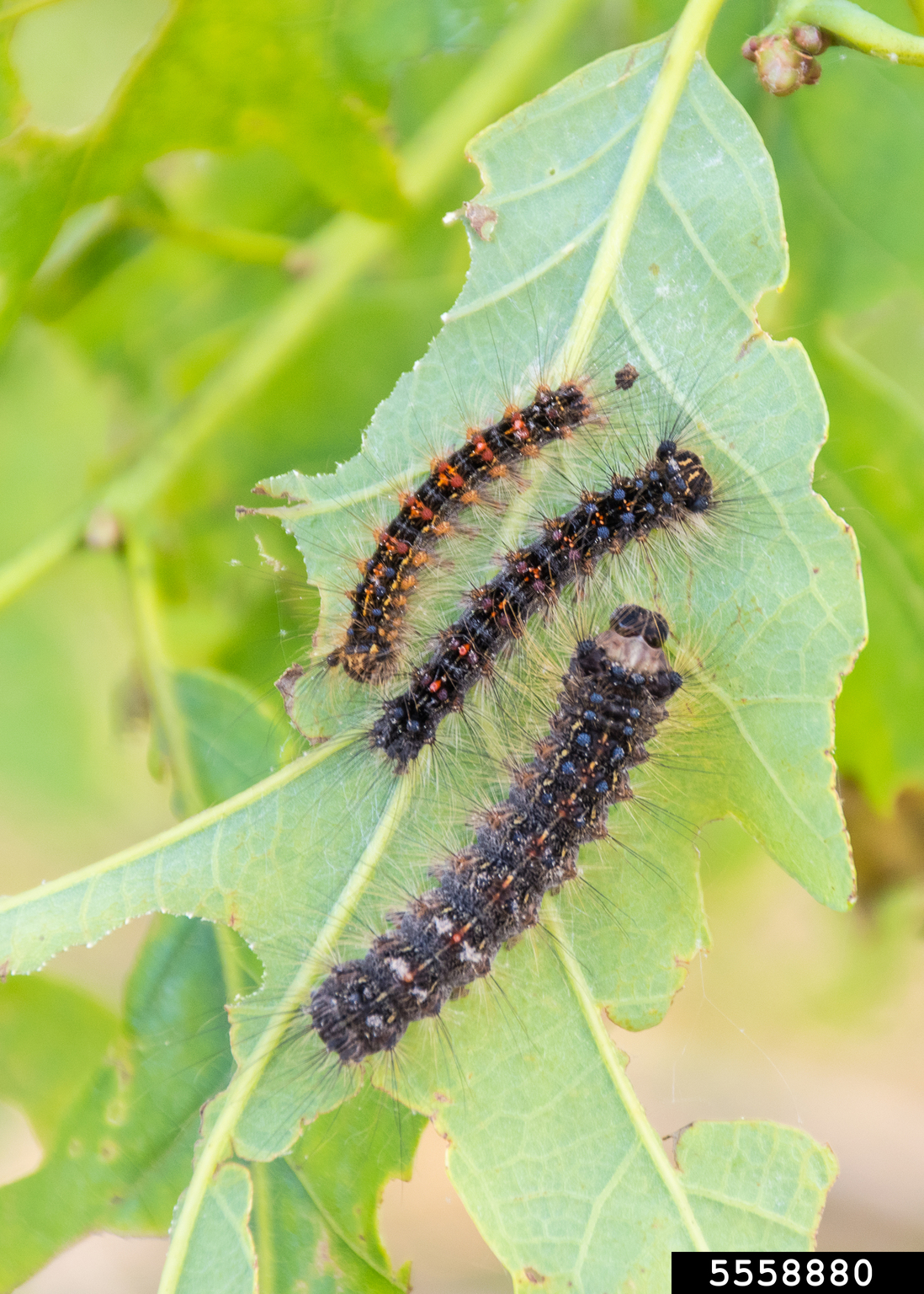 spongy moth (formerly gypsy moth) (Lymantria dispar)