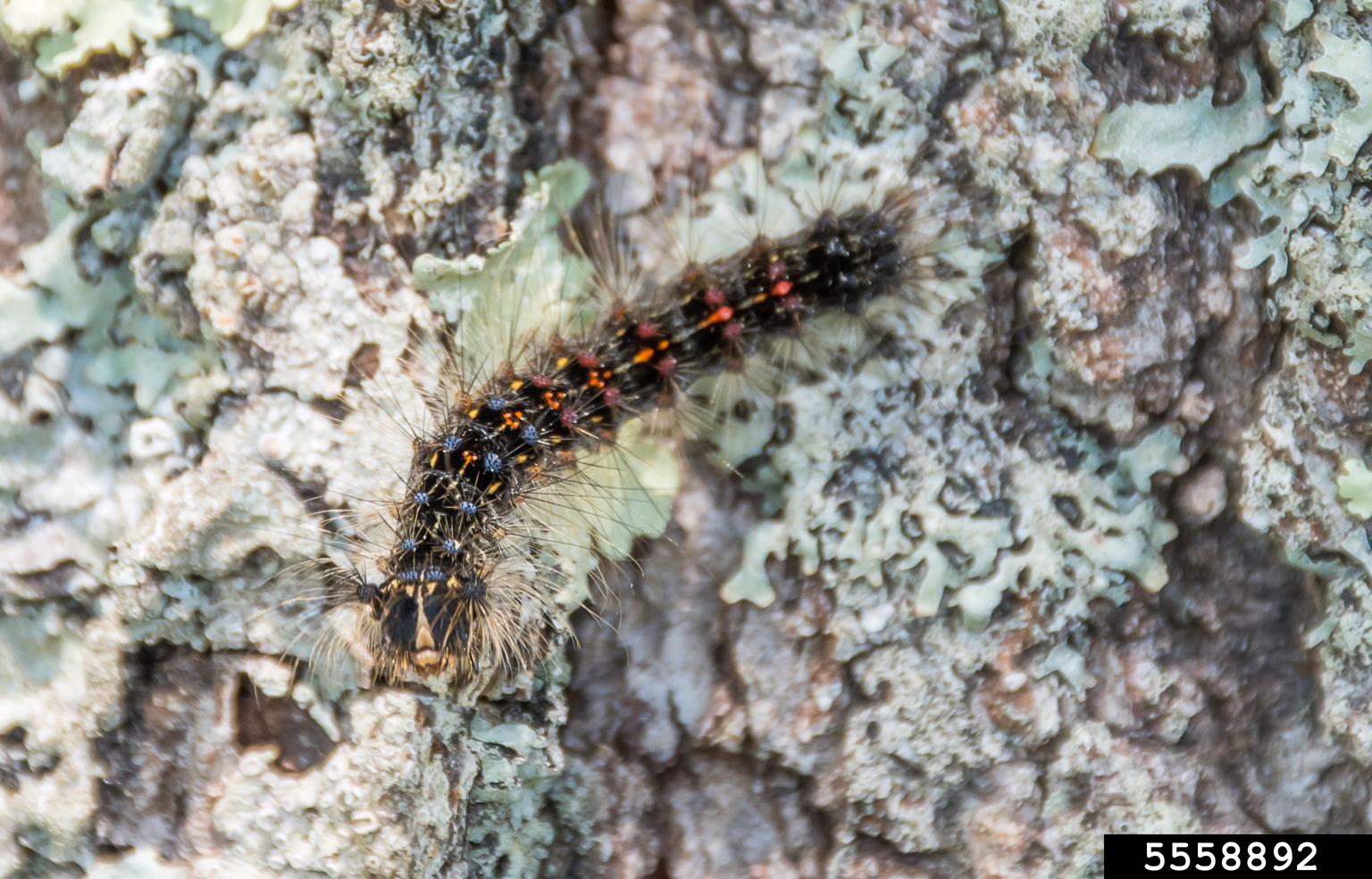 spongy moth (formerly gypsy moth) (Lymantria dispar (Linnaeus))