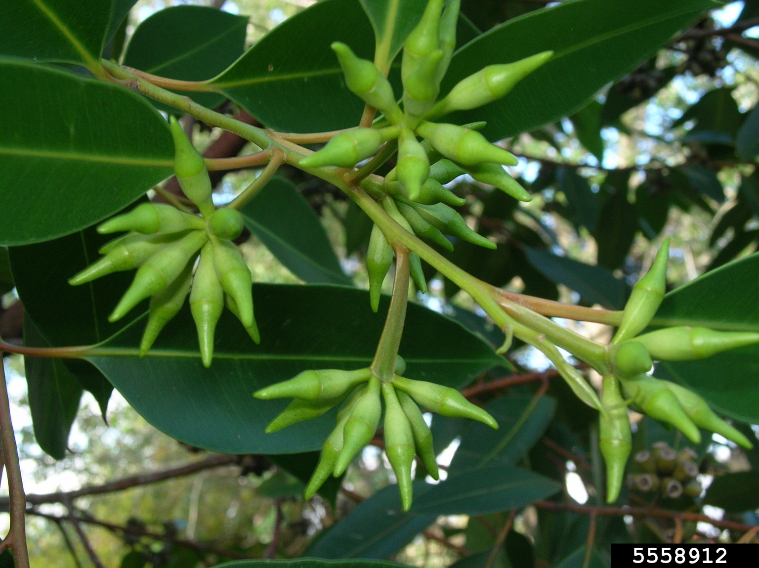 swampmahogany (Eucalyptus robusta Sm.)