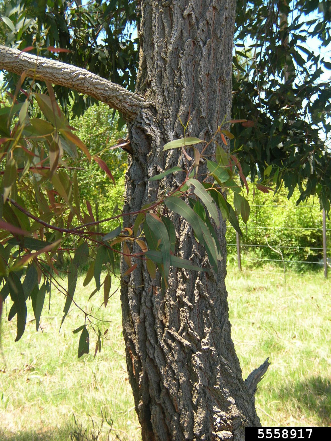 narrowleaf red ironbark (Eucalyptus crebra)