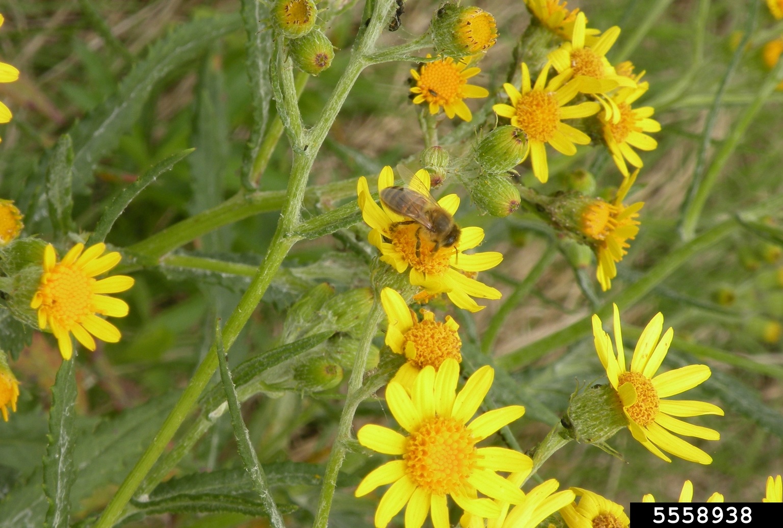 Madagascar ragwort (Senecio madagascariensis Poir.)