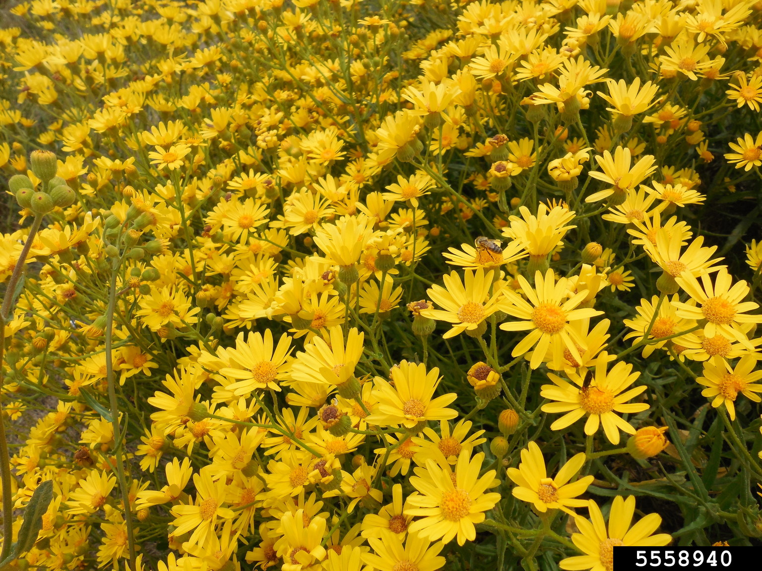 Madagascar ragwort (Senecio madagascariensis)