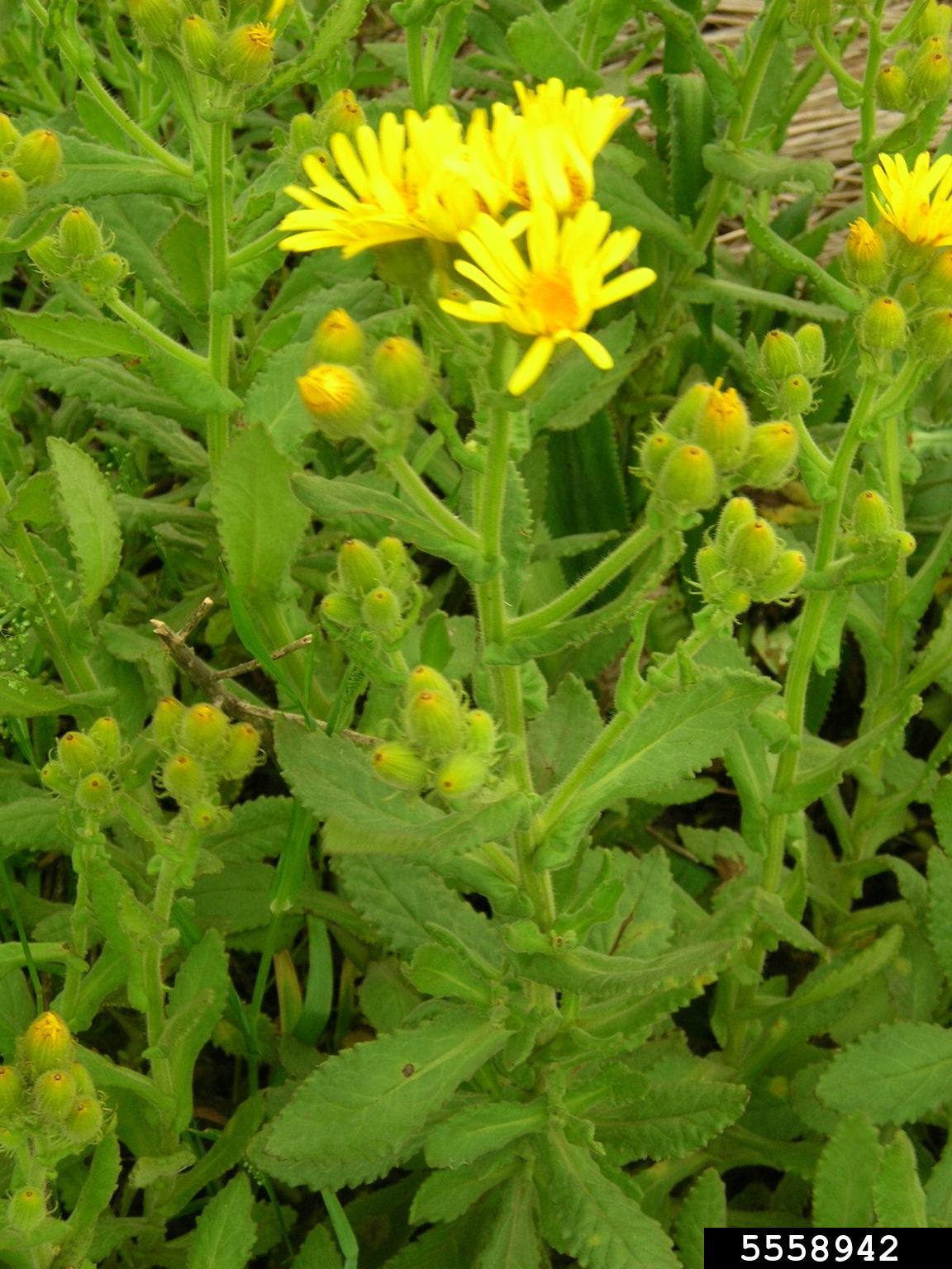 ragwort (Genus Senecio L.)