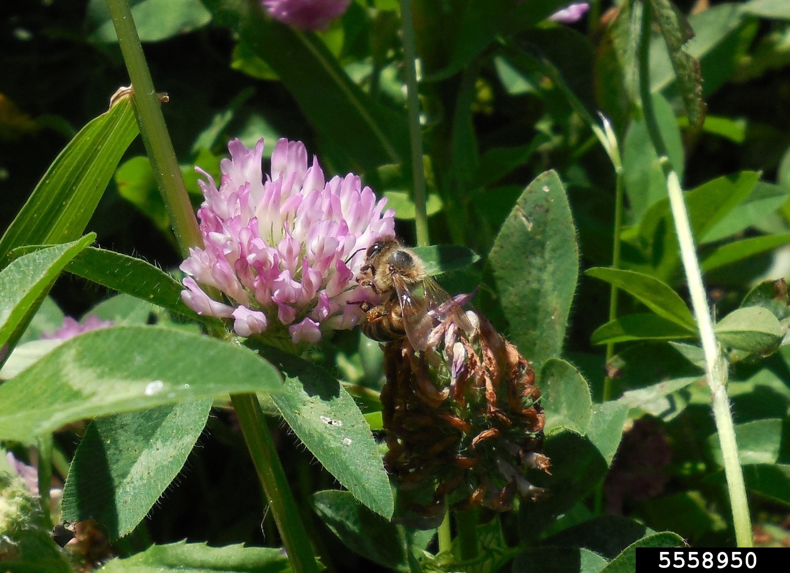 red clover (Trifolium pratense L.)
