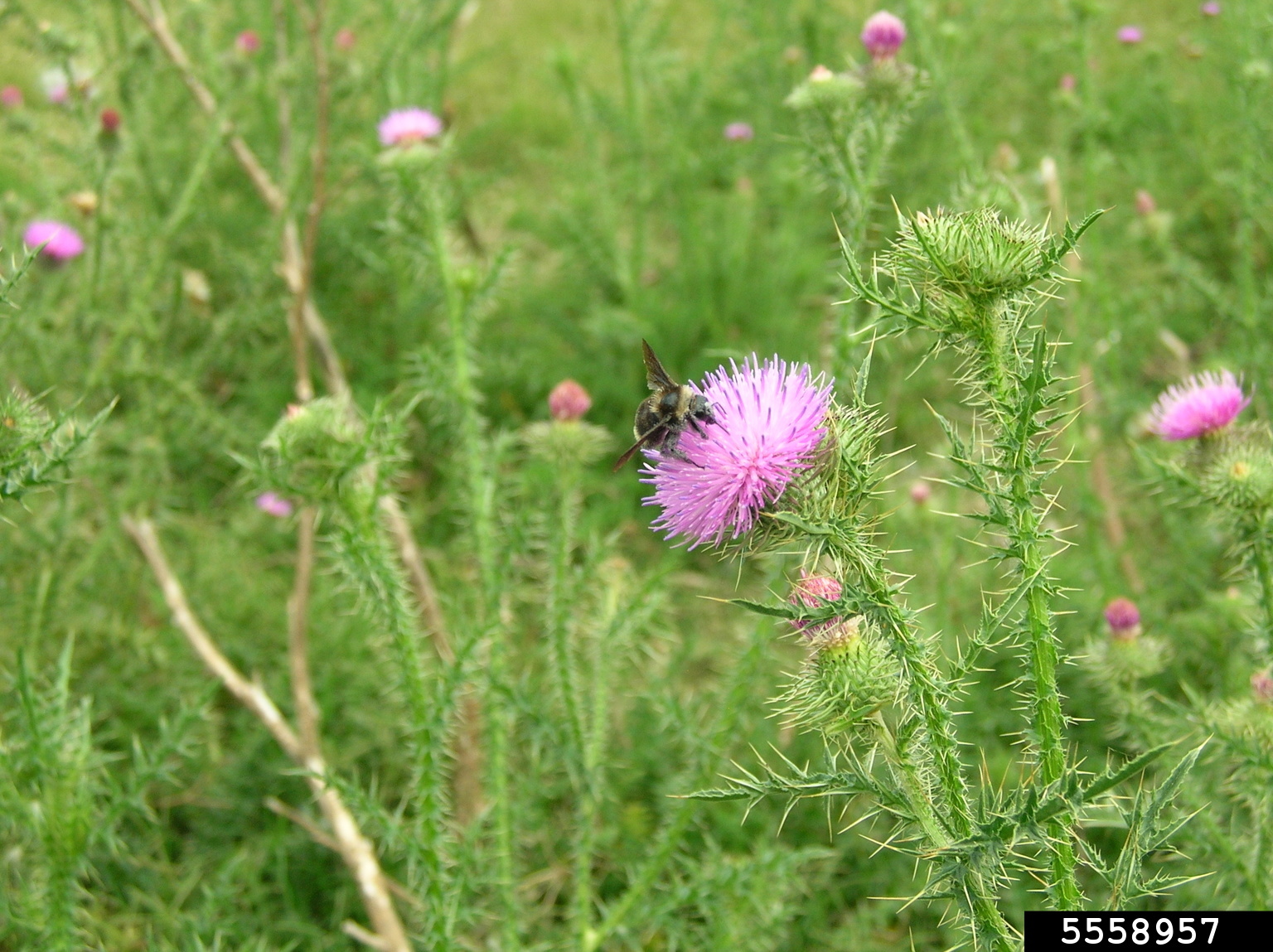 bull thistle (Cirsium vulgare)