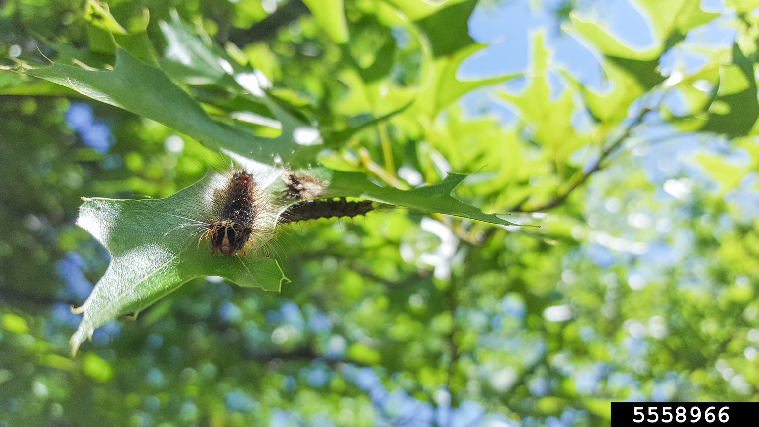 spongy moth (formerly gypsy moth) (Lymantria dispar (Linnaeus))