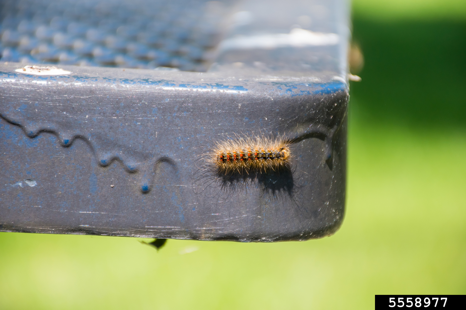 spongy moth (formerly gypsy moth) (Lymantria dispar (Linnaeus))