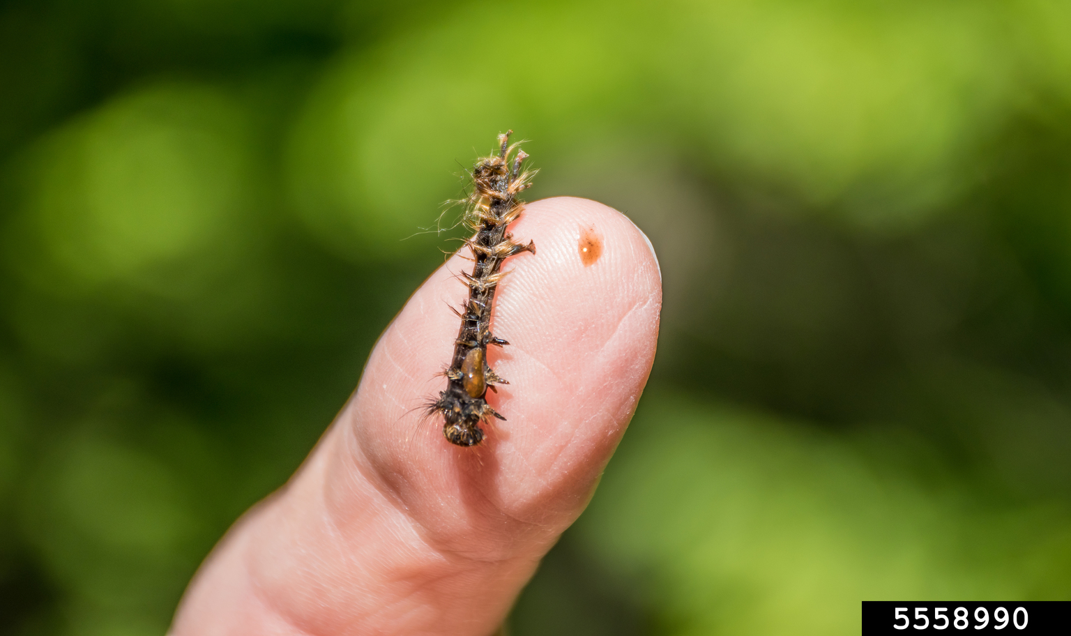 spongy moth (formerly gypsy moth) (Lymantria dispar)