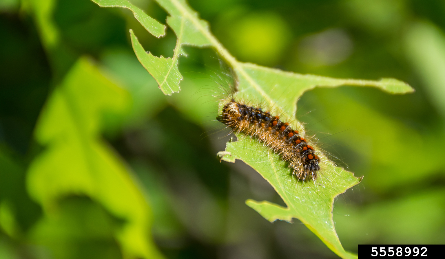 spongy moth (formerly gypsy moth) (Lymantria dispar (Linnaeus))