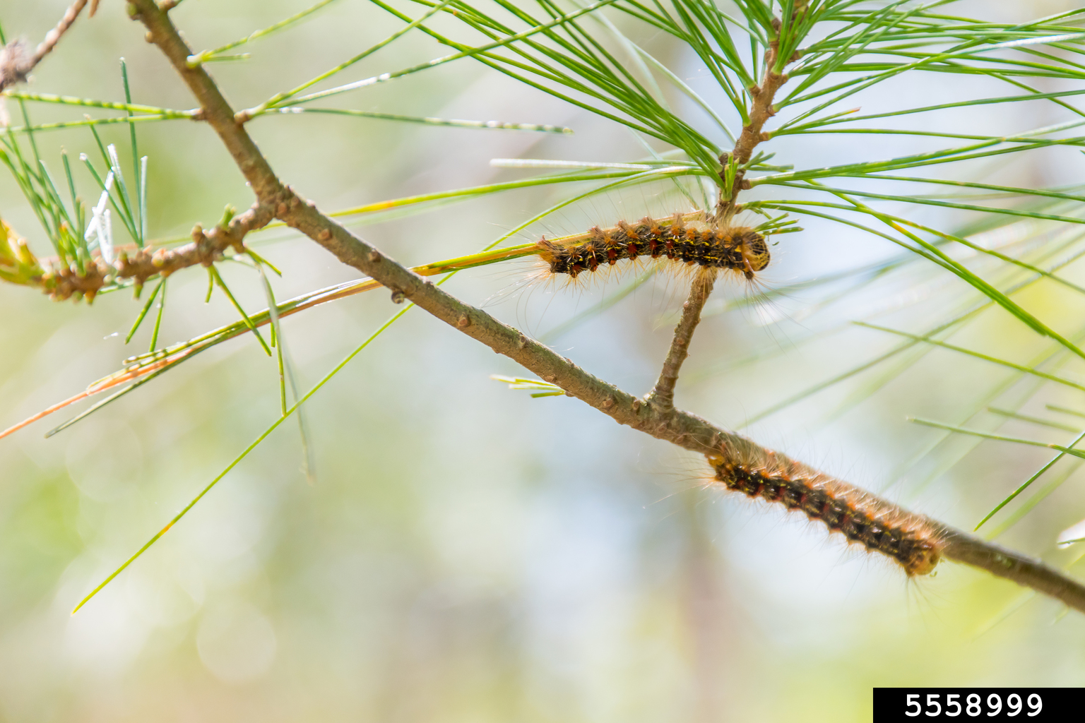spongy moth (formerly gypsy moth) (Lymantria dispar (Linnaeus))