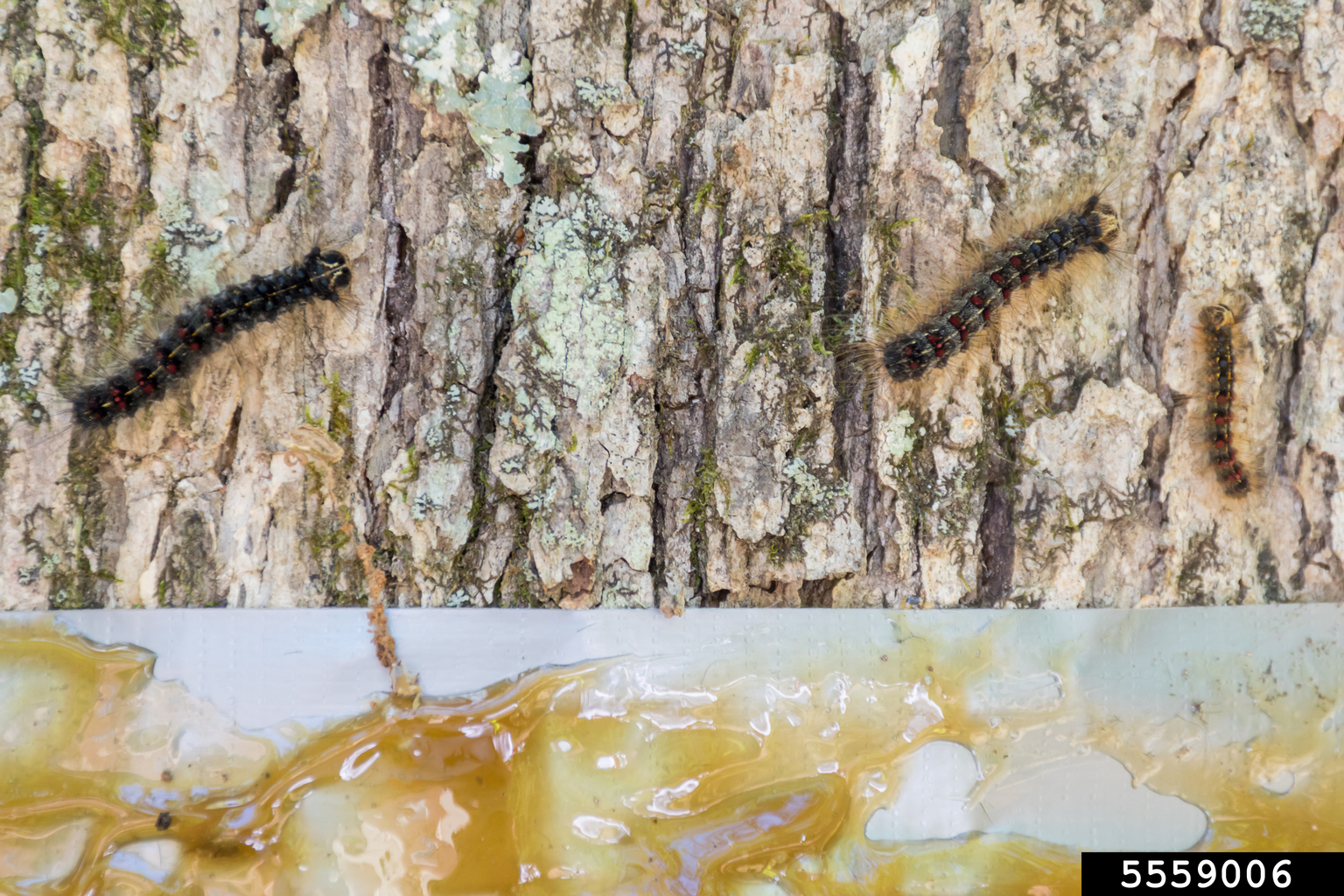 spongy moth (formerly gypsy moth) (Lymantria dispar (Linnaeus))