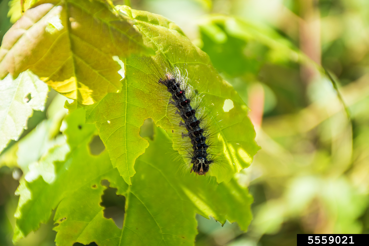 spongy moth (formerly gypsy moth) (Lymantria dispar (Linnaeus))