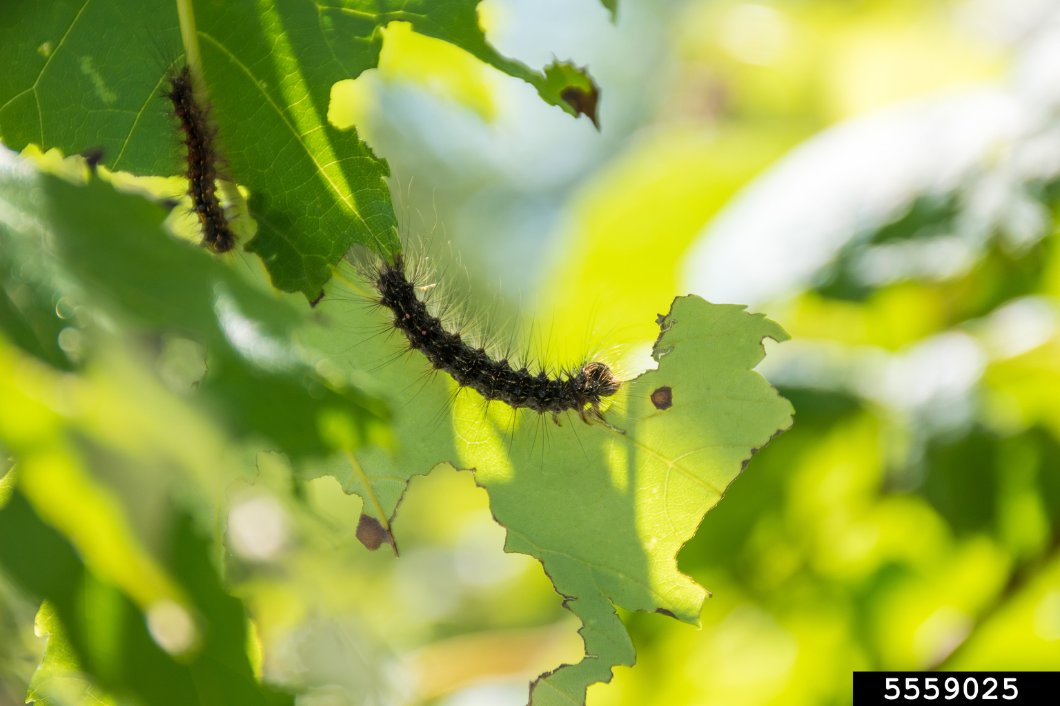 spongy moth (formerly gypsy moth) (Lymantria dispar)
