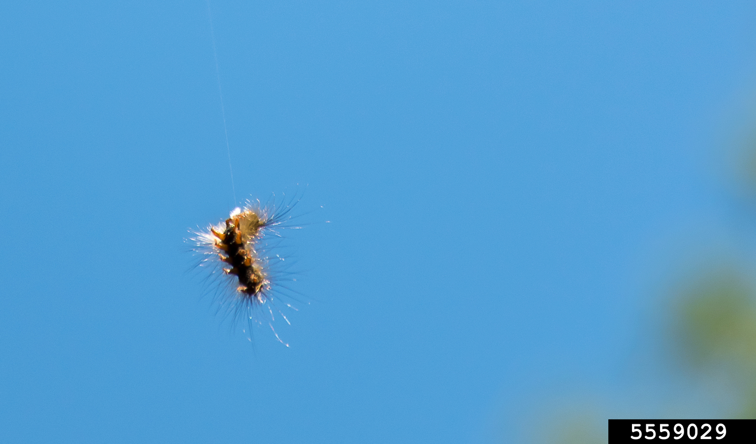 spongy moth (formerly gypsy moth) (Lymantria dispar)