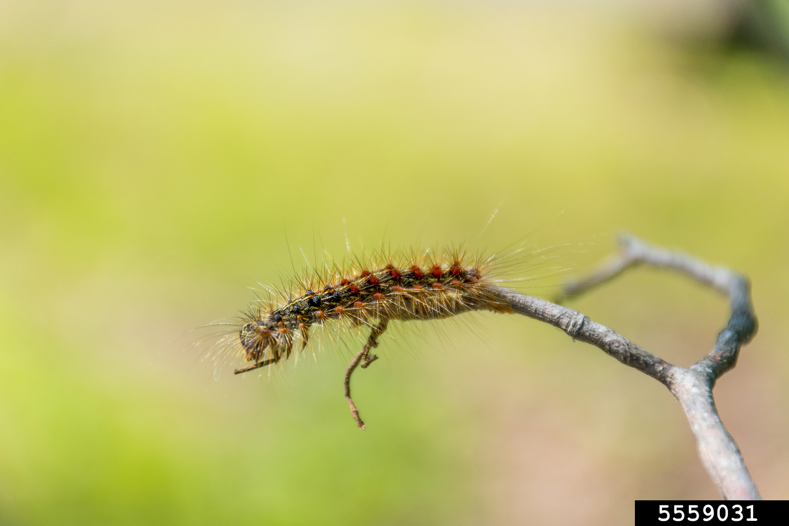 spongy moth (formerly gypsy moth) (Lymantria dispar (Linnaeus))