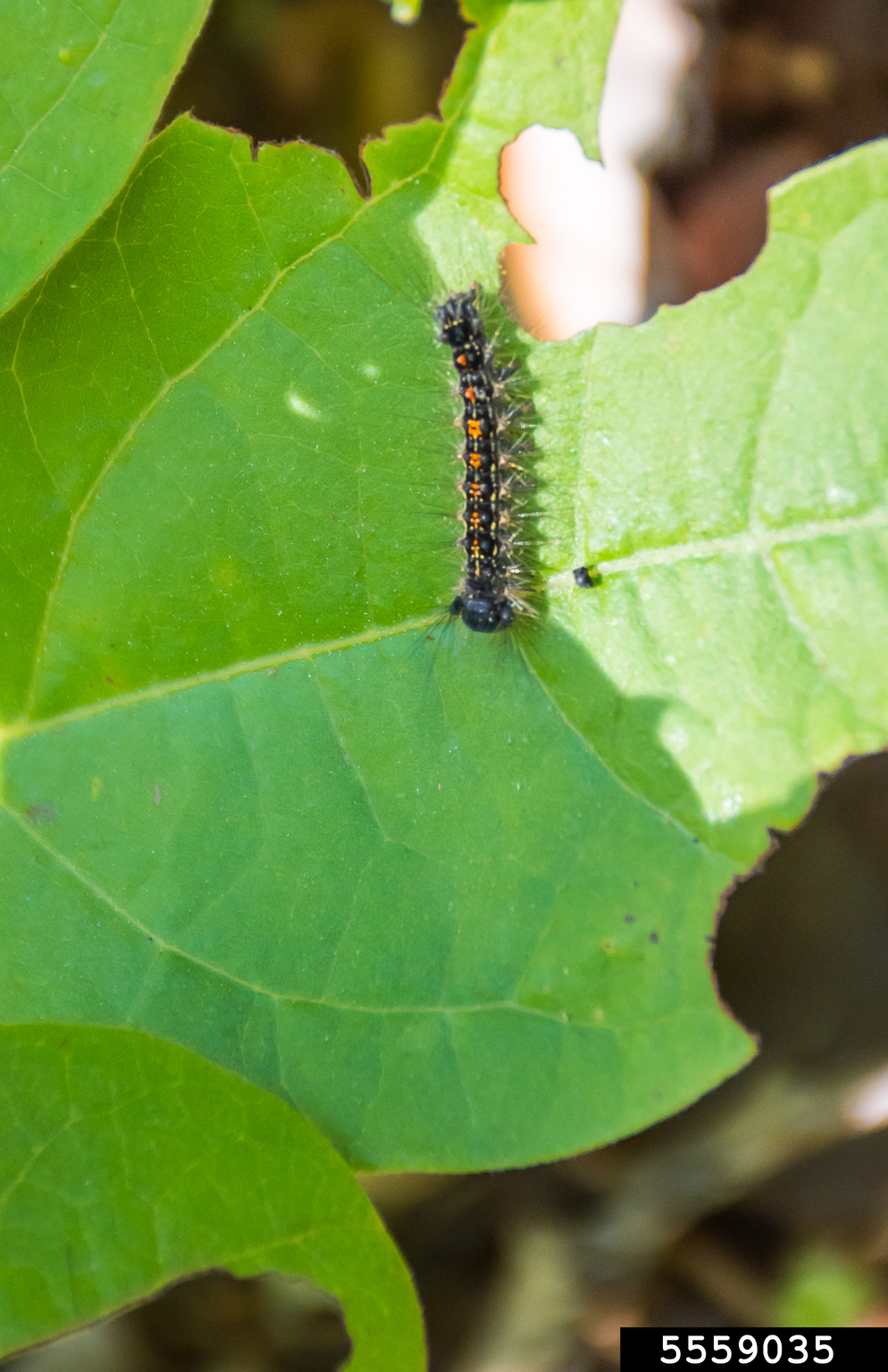 spongy moth (formerly gypsy moth) (Lymantria dispar (Linnaeus))