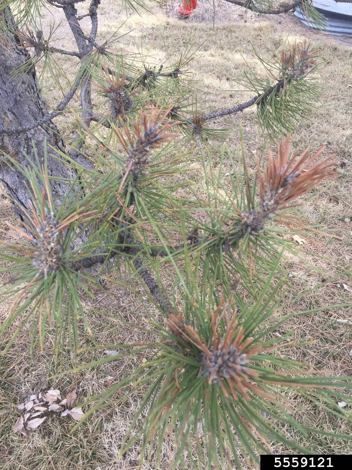 Diplodia tip blights (Genus Diplodia Fr.)