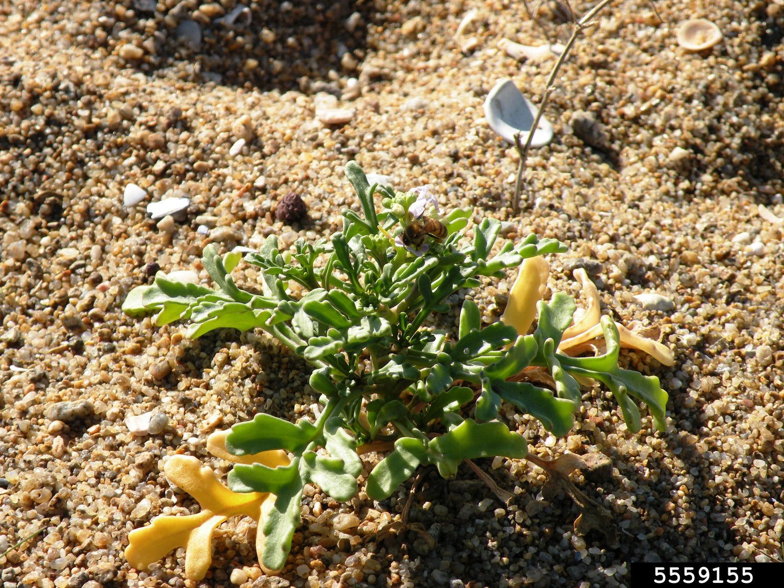 European sea-rocket (Cakile maritima Scop.)