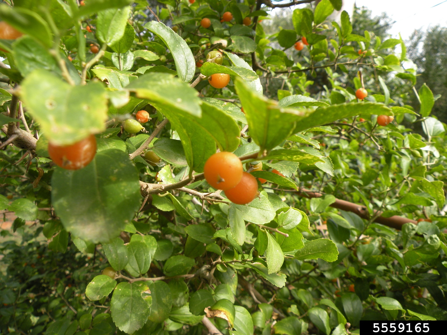 spiny hackberry (Celtis ehrenbergiana (Klotzsch) Liebm.)