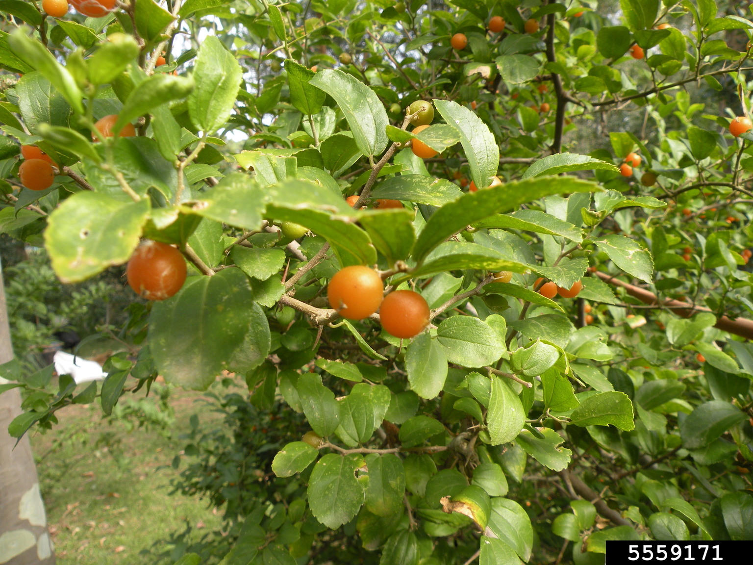 spiny hackberry (Celtis ehrenbergiana (Klotzsch) Liebm.)