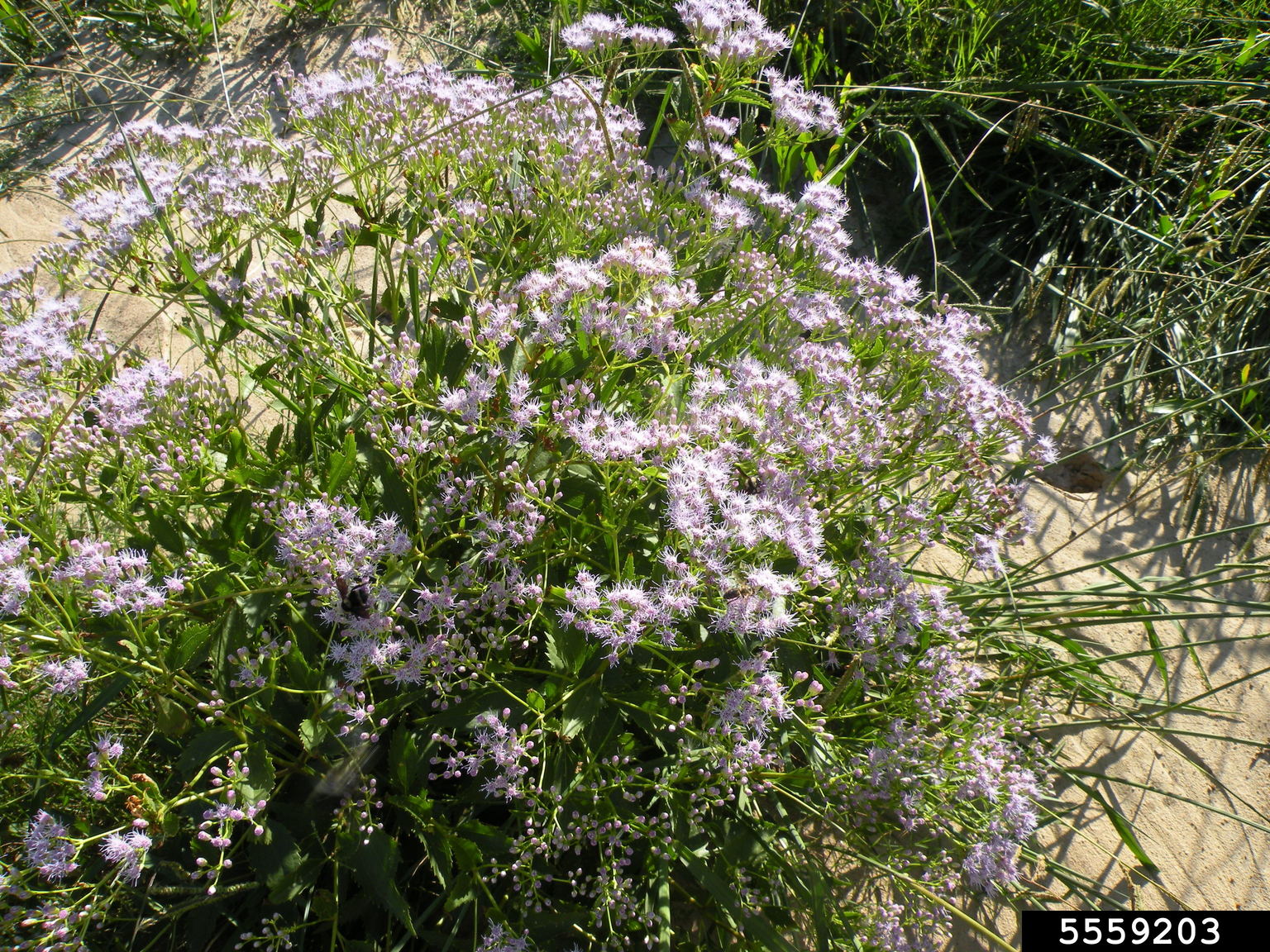 thoroughwort (Chromolaena laevigata (Lam.) R. King & H. Rob.)