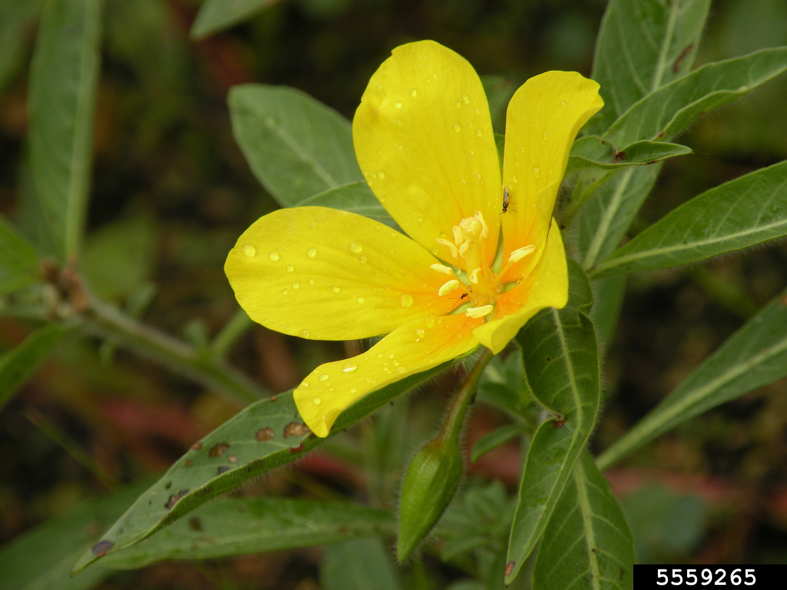 creeping waterprimrose (Ludwigia peploides (Kunth) Raven)