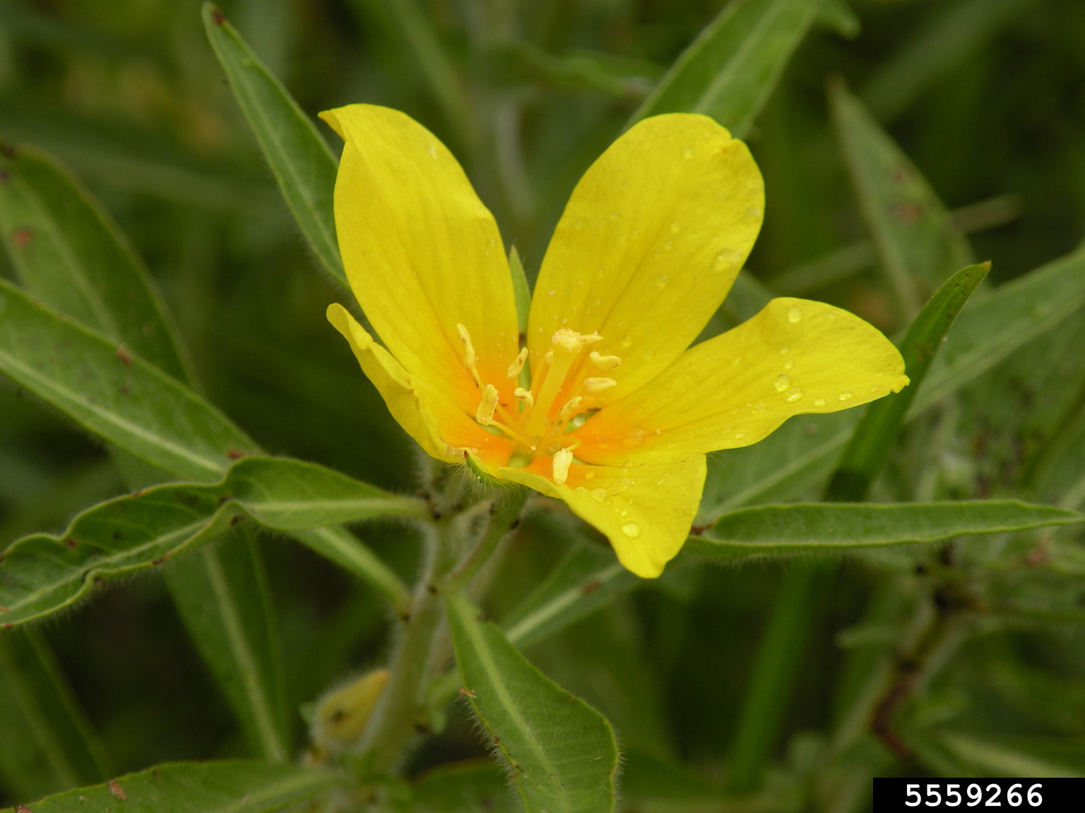 creeping waterprimrose (Ludwigia peploides (Kunth) Raven)