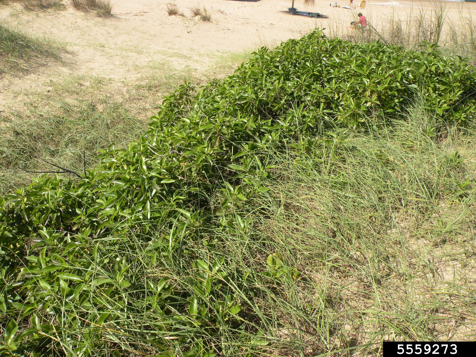 ngaio tree (Myoporum laetum G. Forst.)