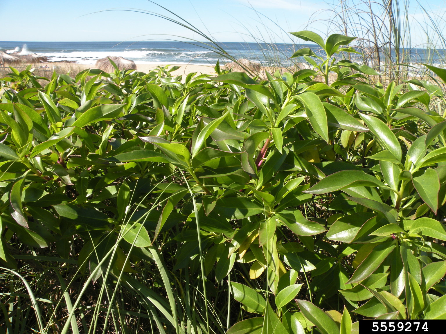 ngaio tree (Myoporum laetum)