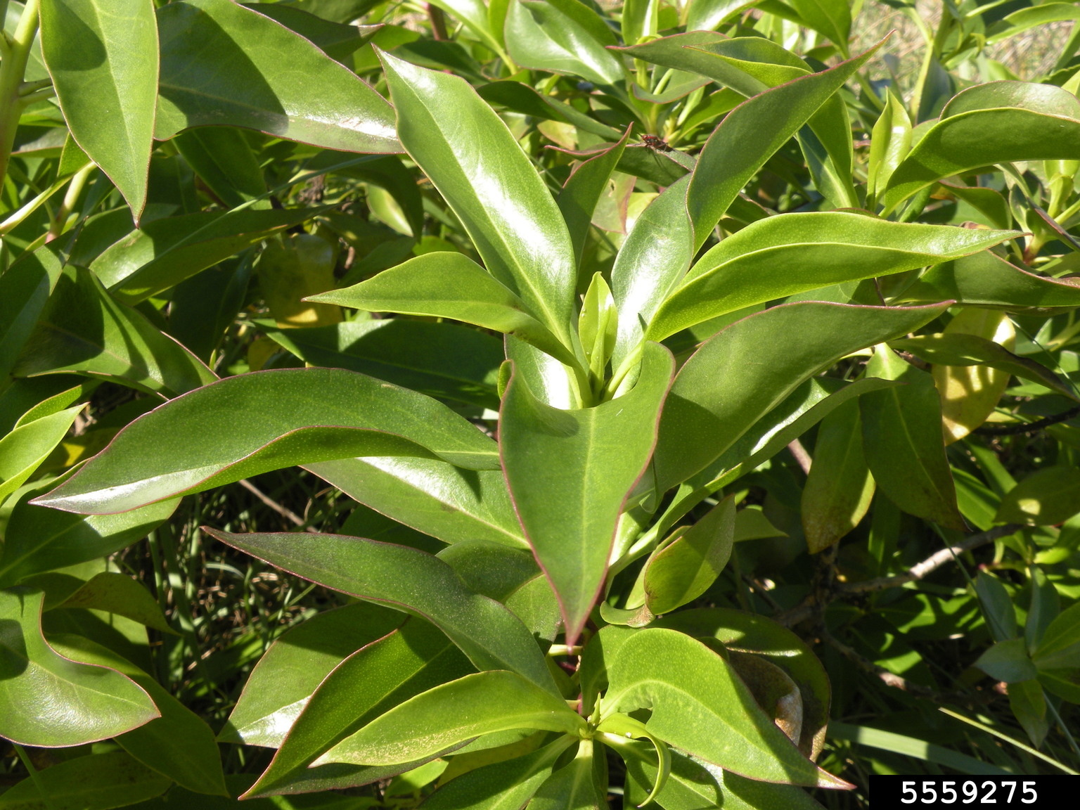 ngaio tree (Myoporum laetum G. Forst.)
