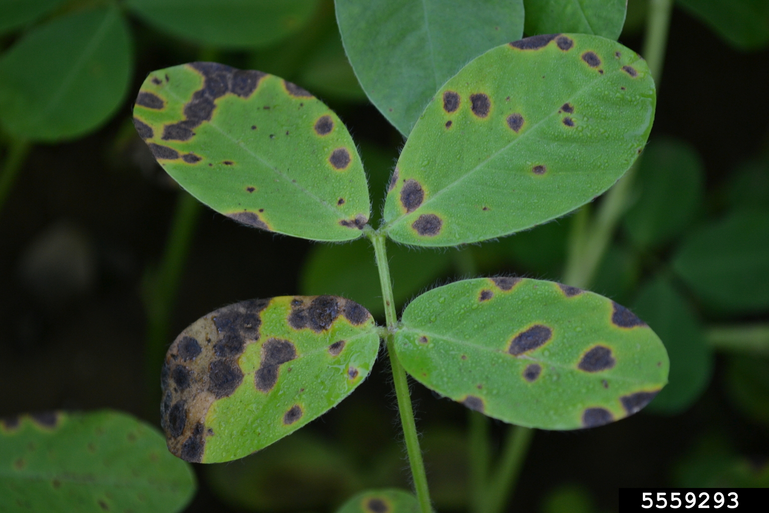Cercospora leaf spot (Cercospora arachidicola)