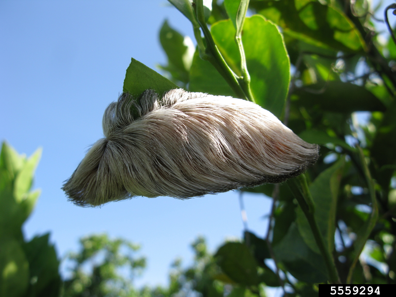 flannel moths (Genus Megalopyge)