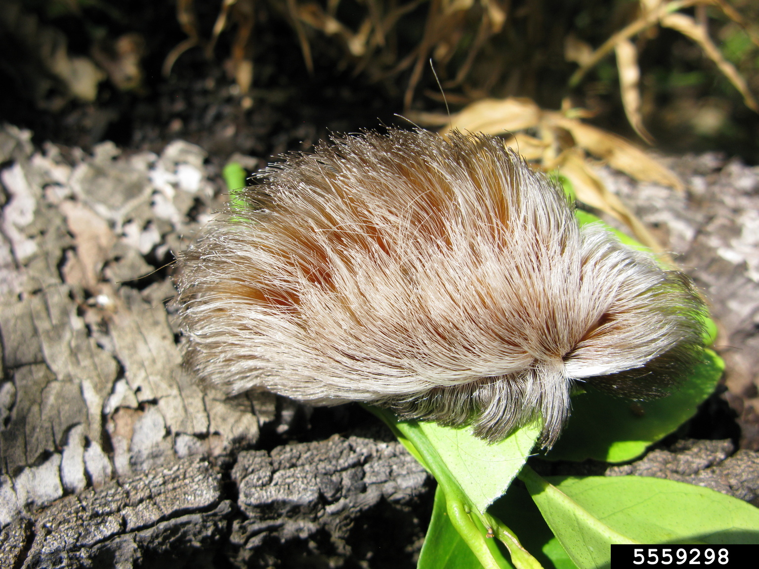 flannel moths (Genus Megalopyge)