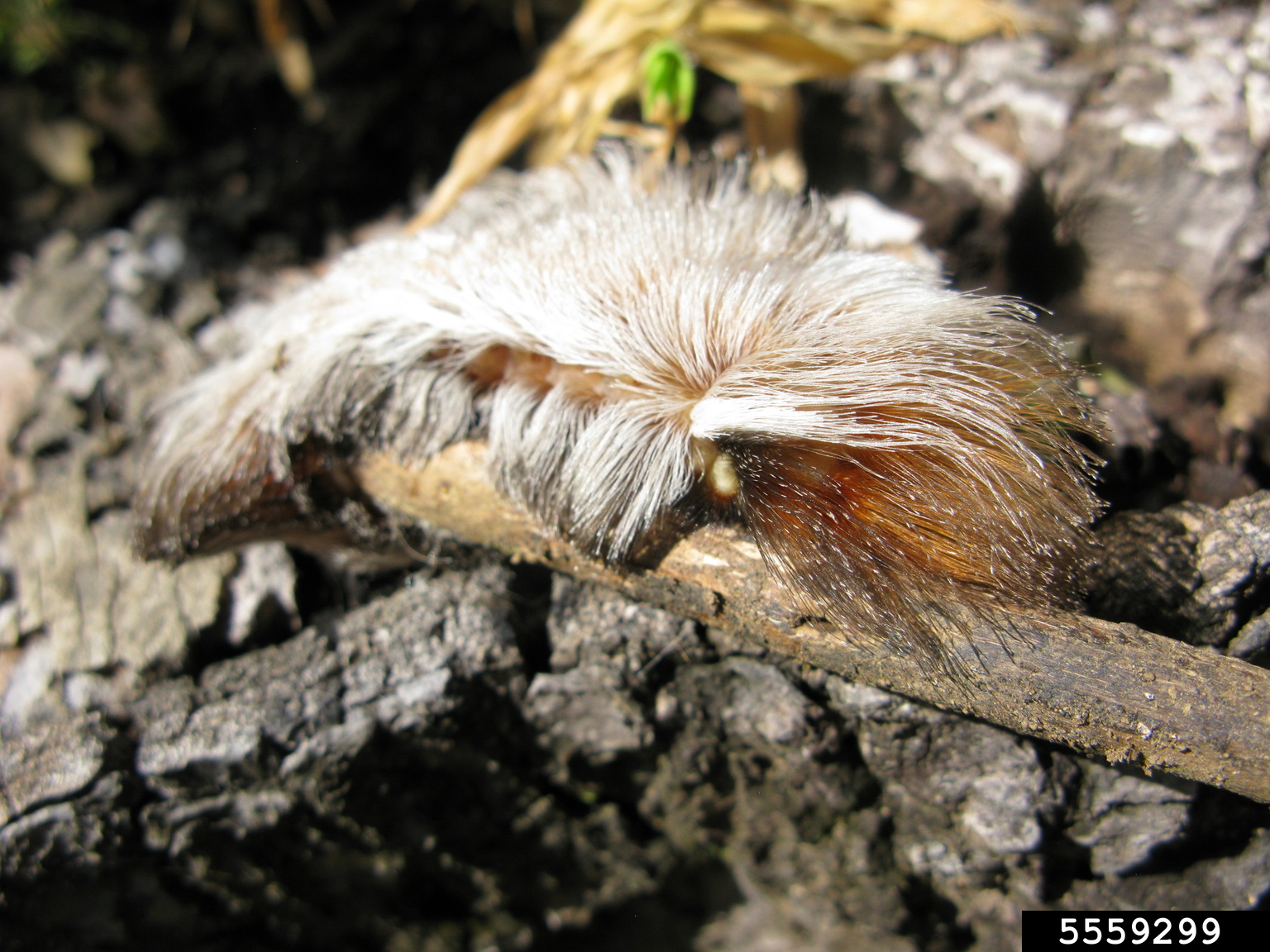 flannel moths (Genus Megalopyge)