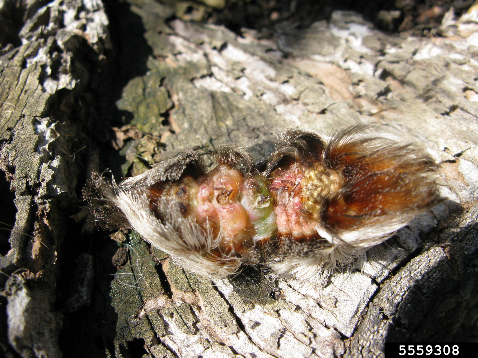 flannel moths (Genus Megalopyge)